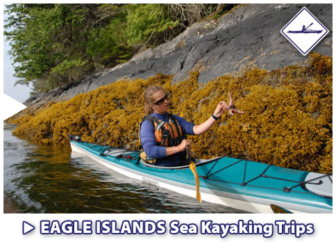 Ketchikan, Alaska Guided Sea Kayaking Day Trips & Tours